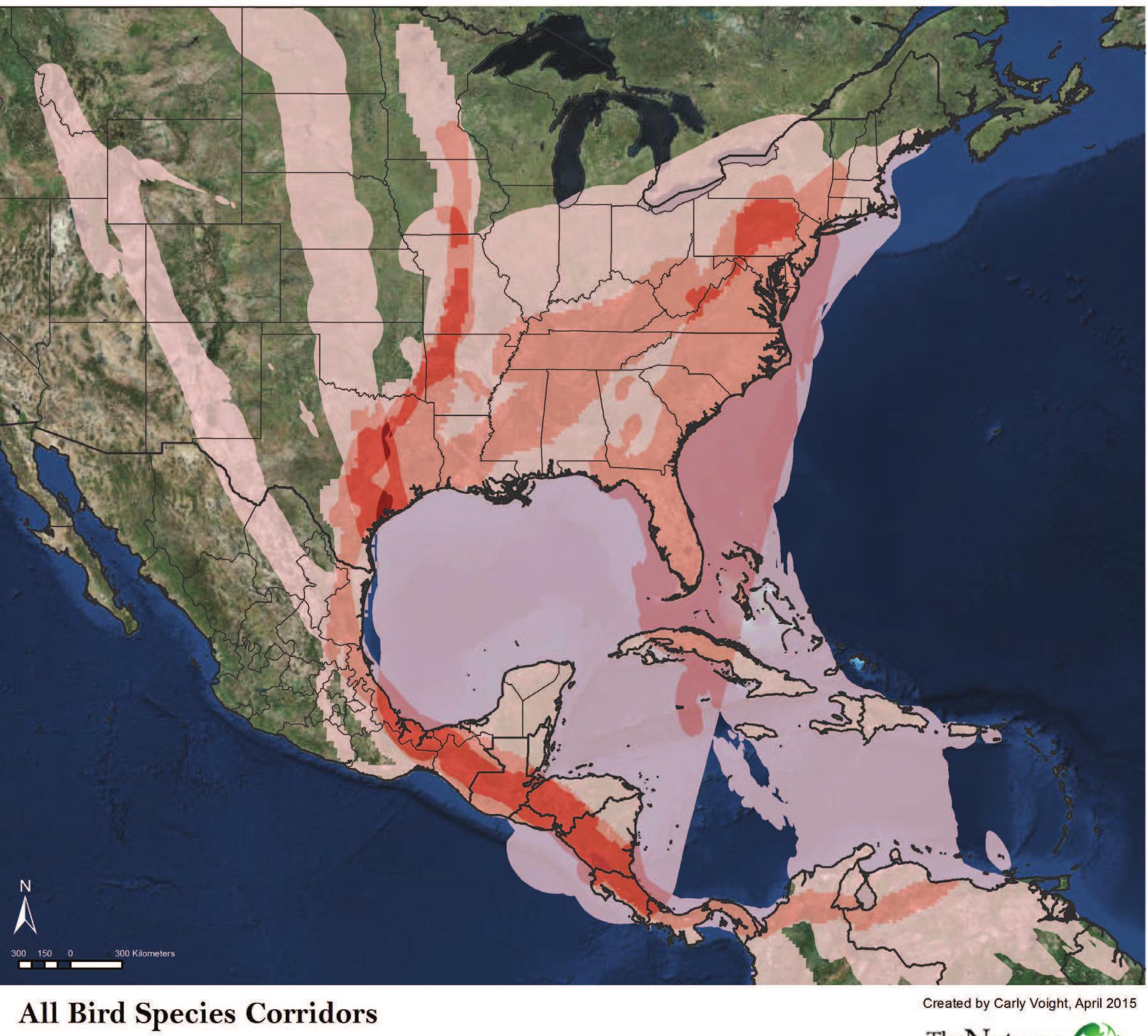 The multispecies migratory corridors for the four bird