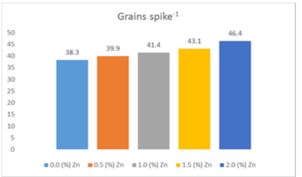 Grains spike’ of wheat, as affected by foliar application of