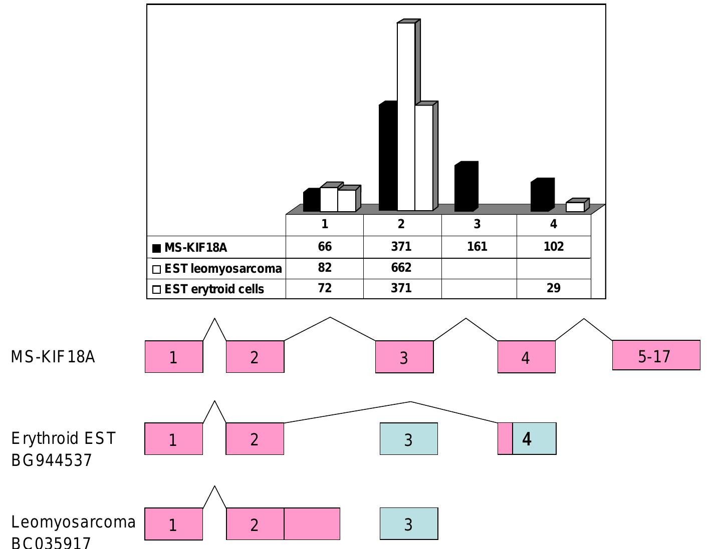 Schematic presentation of the coding regions of ms-kif18a