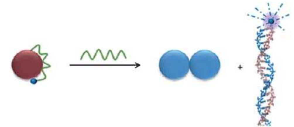 Schematic representation of the rna hybridization process,