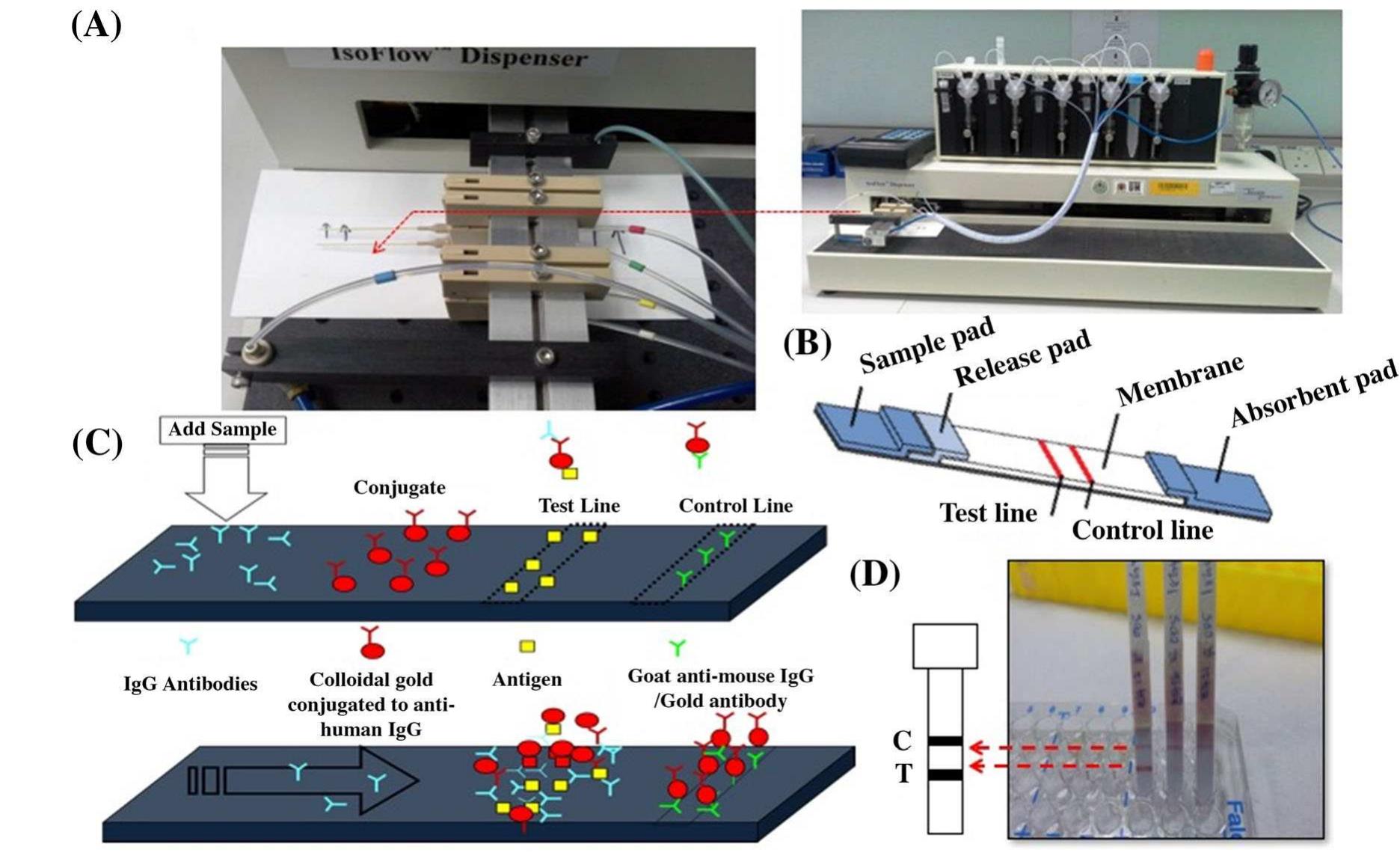 Preparation and schematic of lateral flow dipstick. a