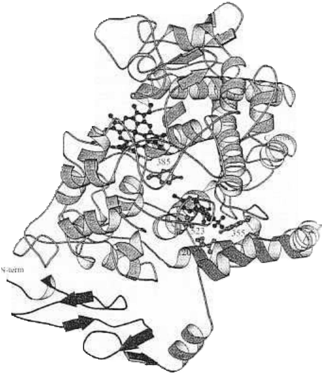 Ribbon drawing of the structure of cox-2 complexed with the