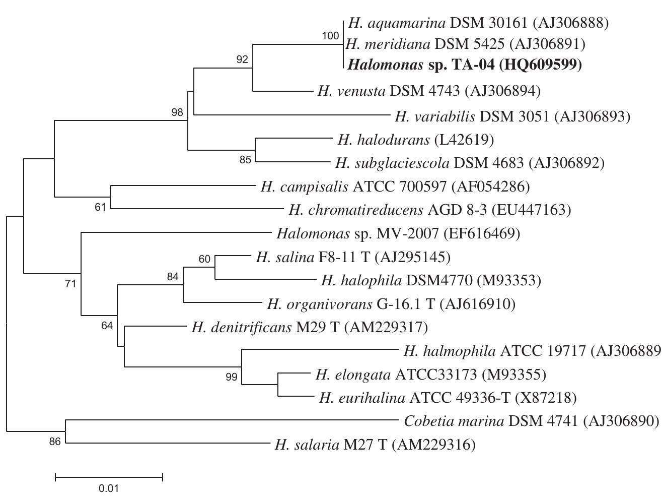 G.1. unrooted phylogenetic tree based on 16s rdna sequence
