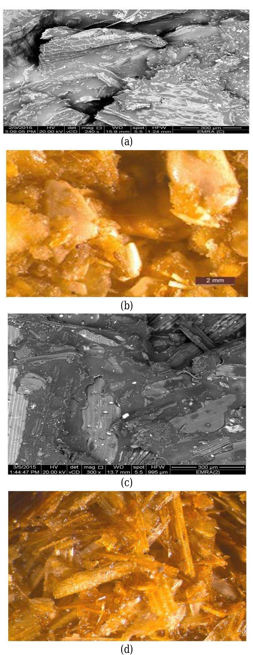Scanning electron microscopic image of the outer surface of