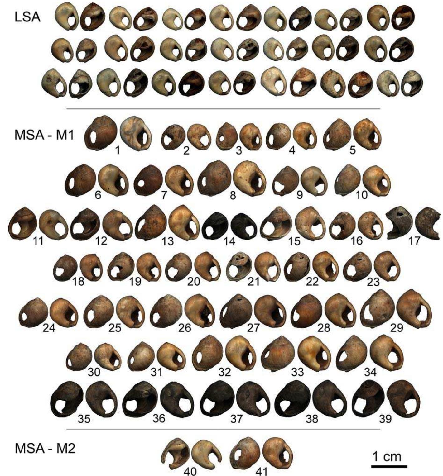 Perforated nassarius kraussianus beads from lsa layers and