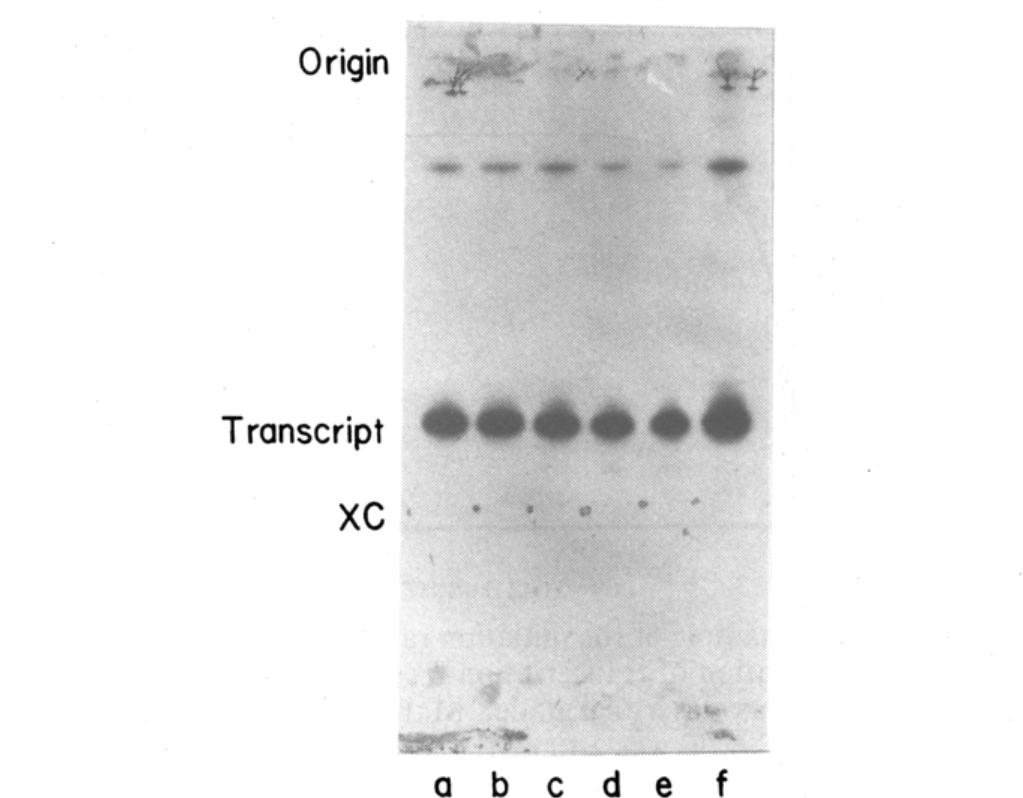 Figure 1 - from Productive and abortive initiation of