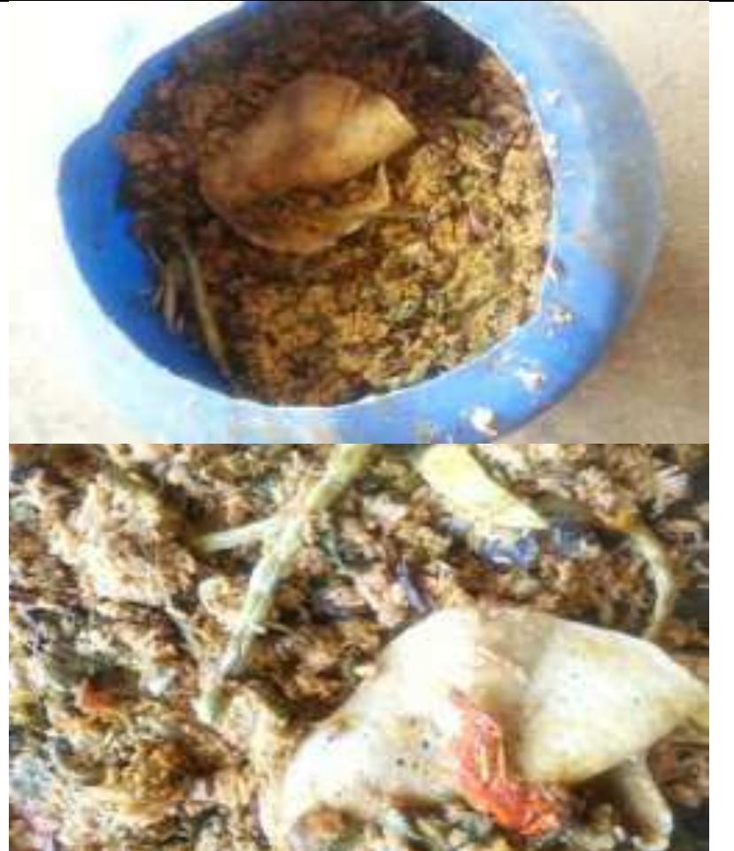 Collection of food waste from prist university hostel 2.4.