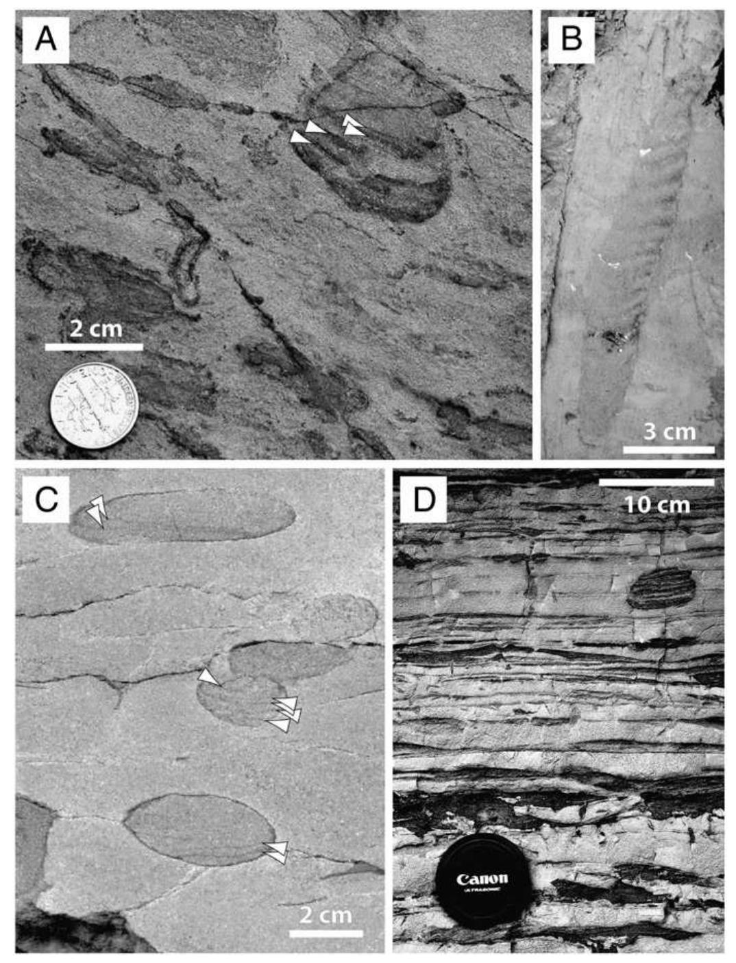 Various tubular tidalites. a. psilonichnus from pleistocene