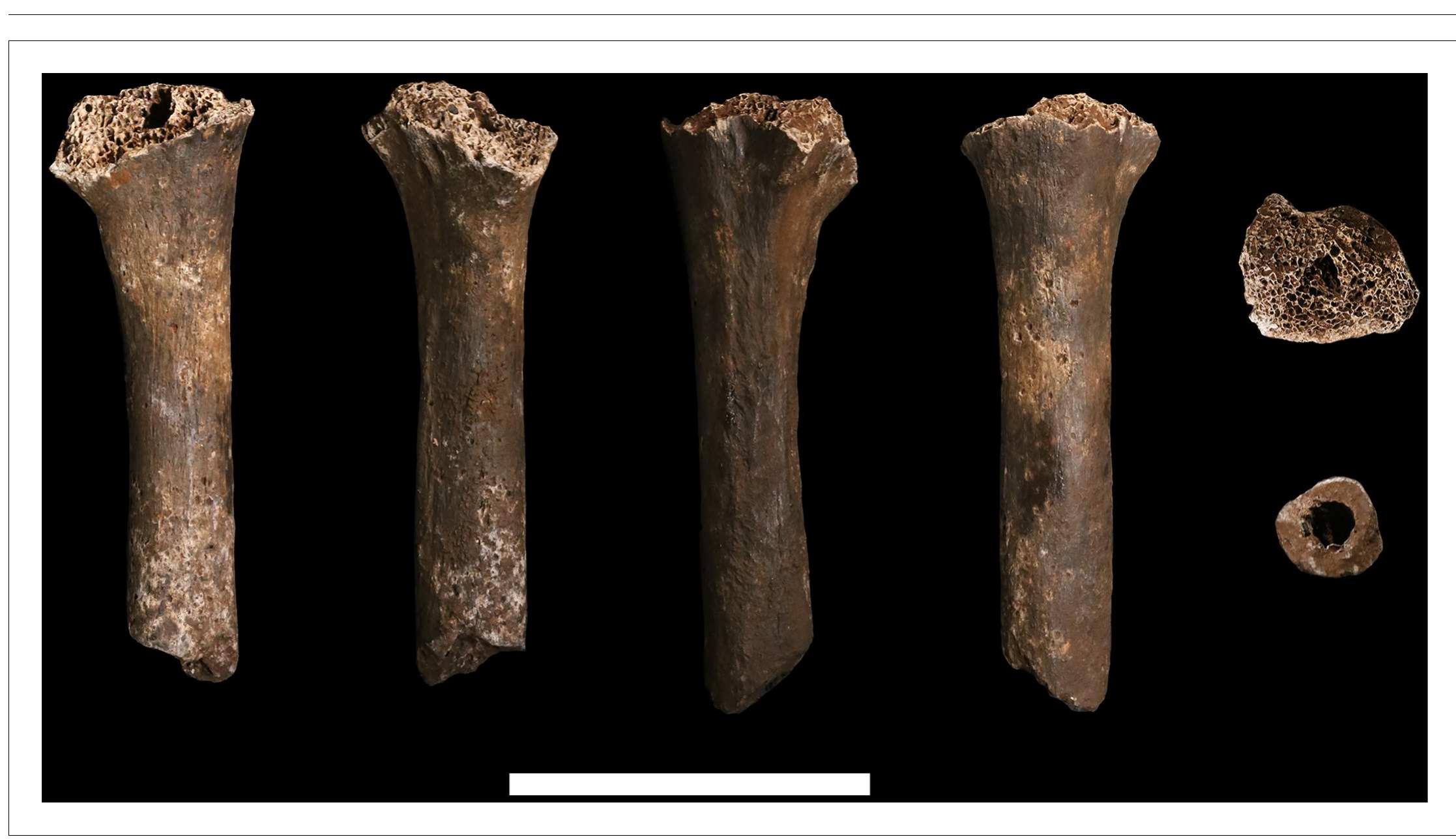 U.w. 102a-002 right humerus fragment. from left: posterior,