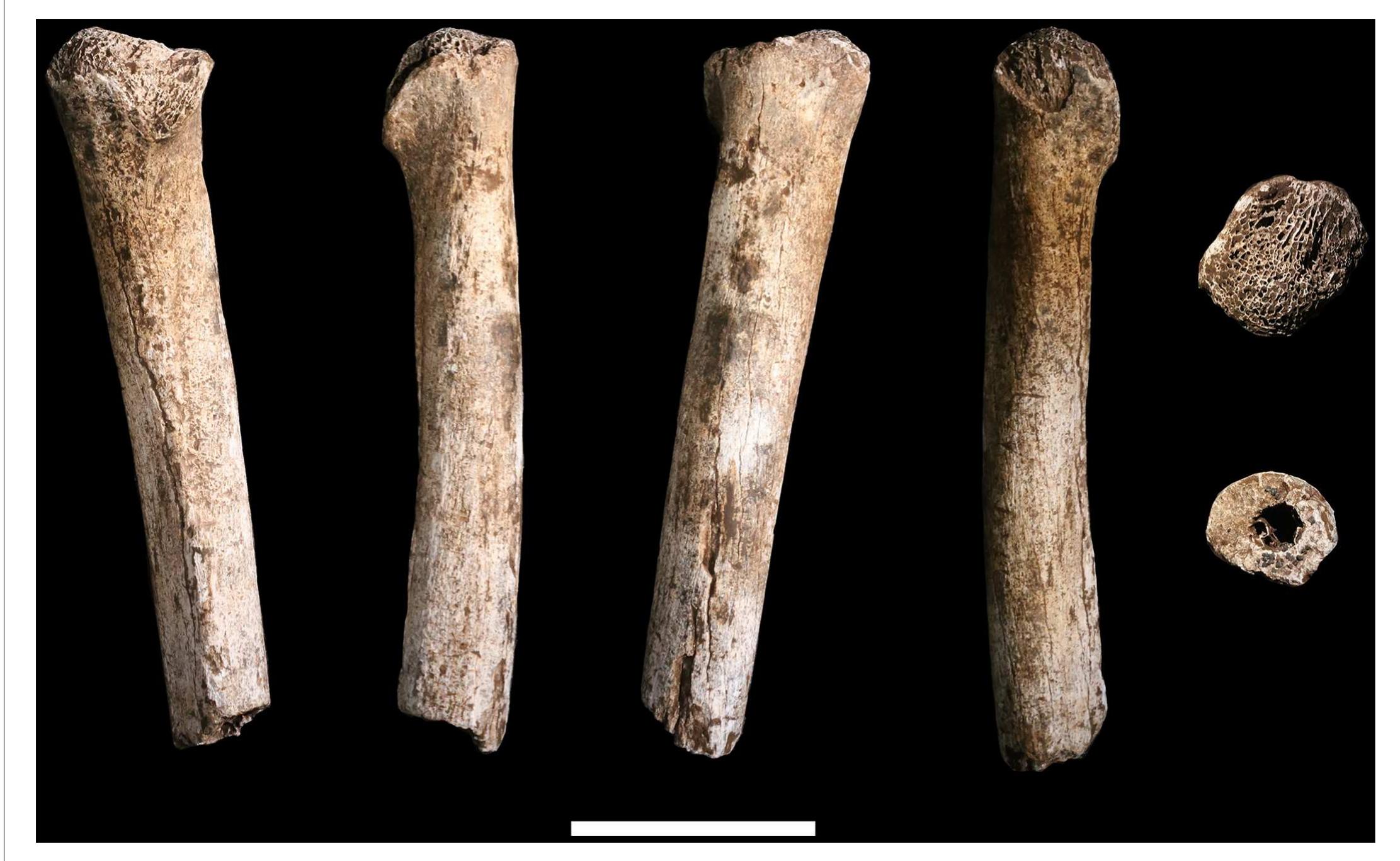 U.w. 102a-003 left proximal femur fragment. from left: