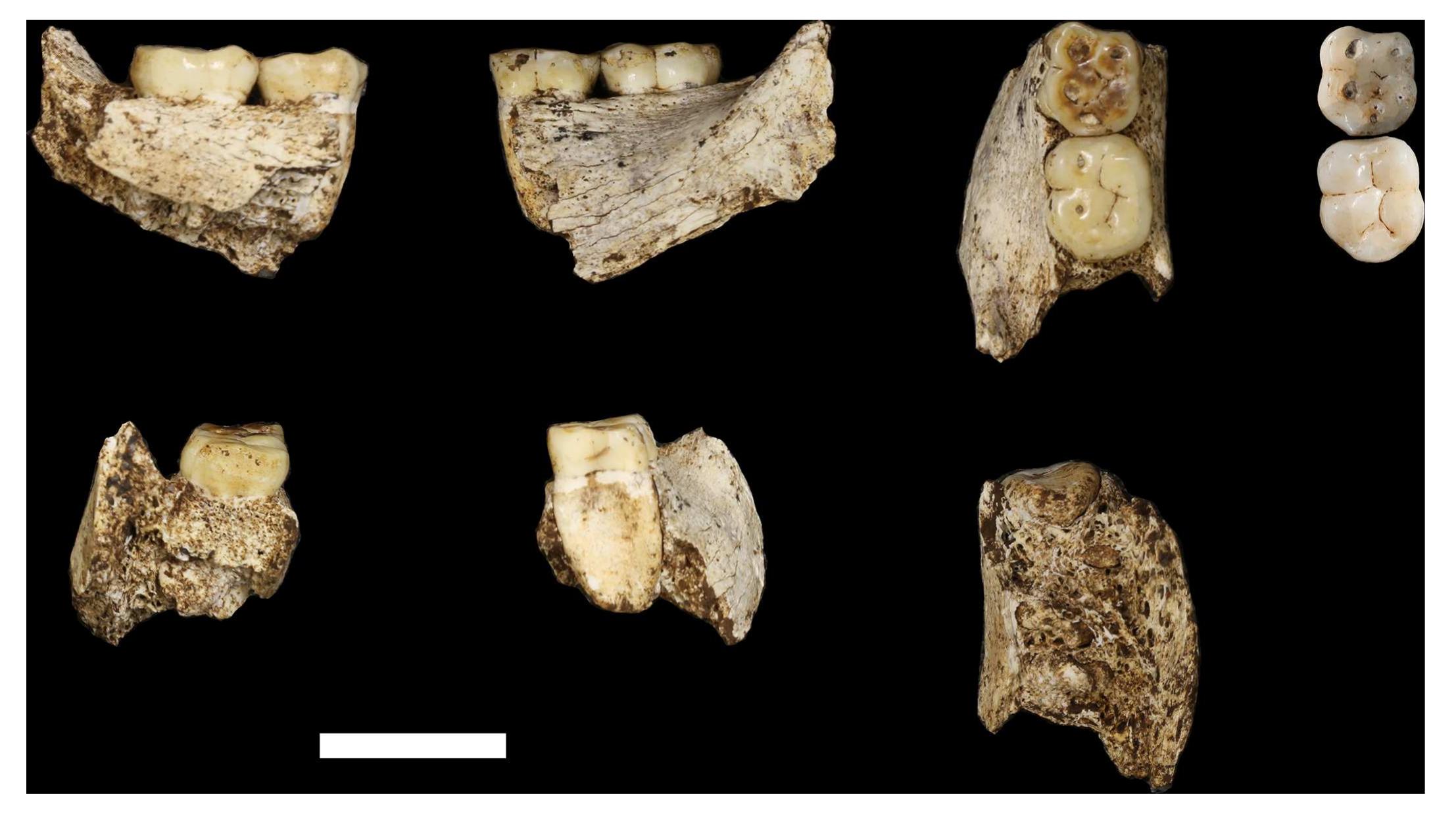 U.w. 102 c-589 mandibular fragment. top row, from left: