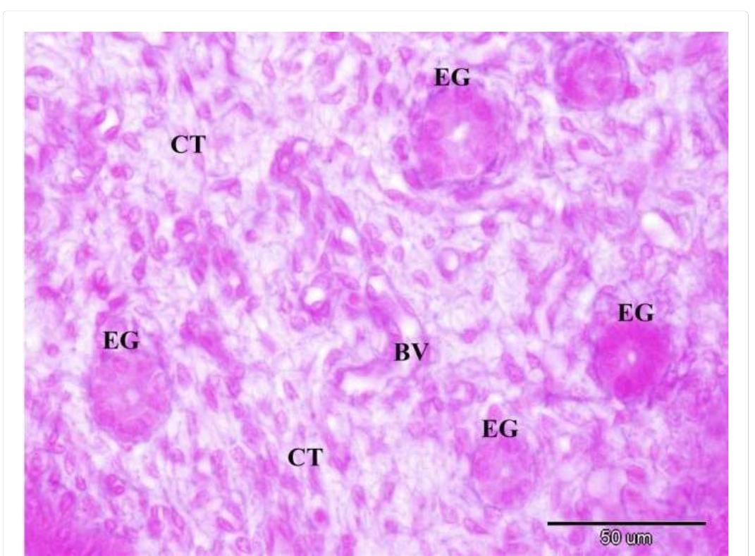 Photomicrograph of the endometrium of rabbit uterus at 3- 7