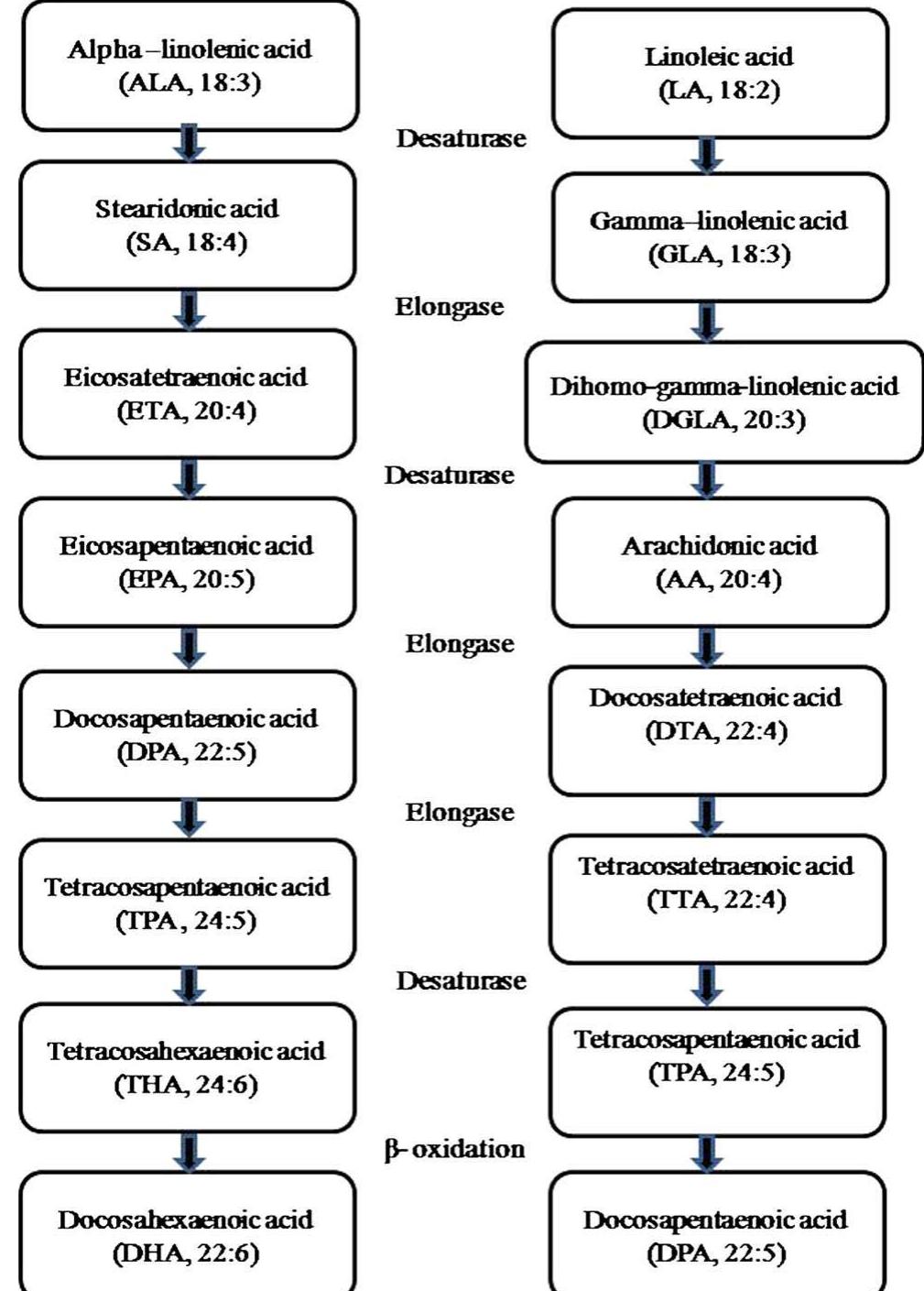 Flowchart for metabolism of essential fatty acids omega-3