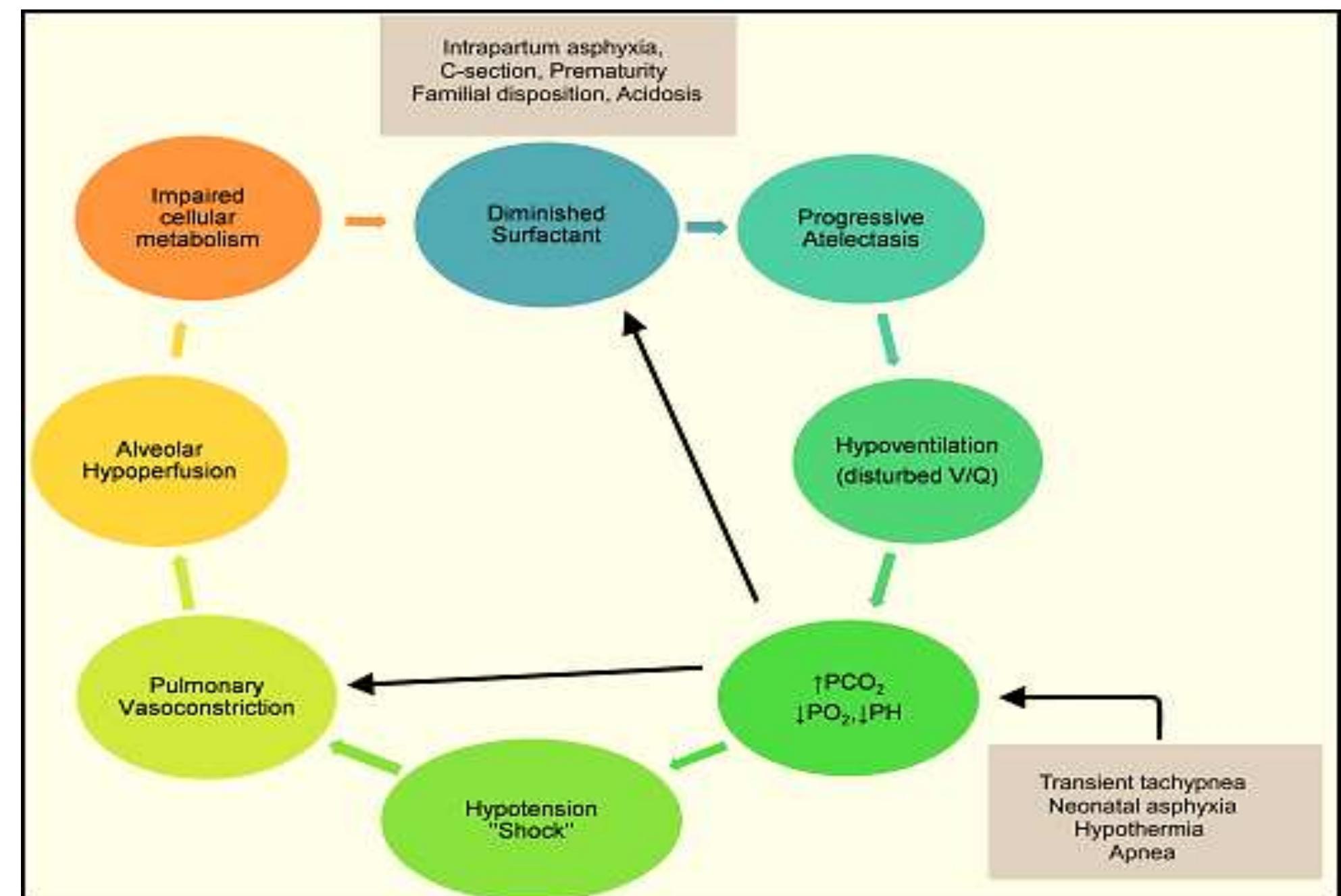 Factors involved in the pathogenesis of neonatal respiratory