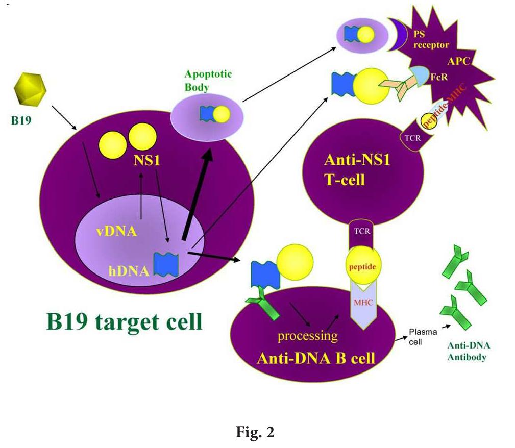 Figure 1 - from Human parvovirus B19: A review