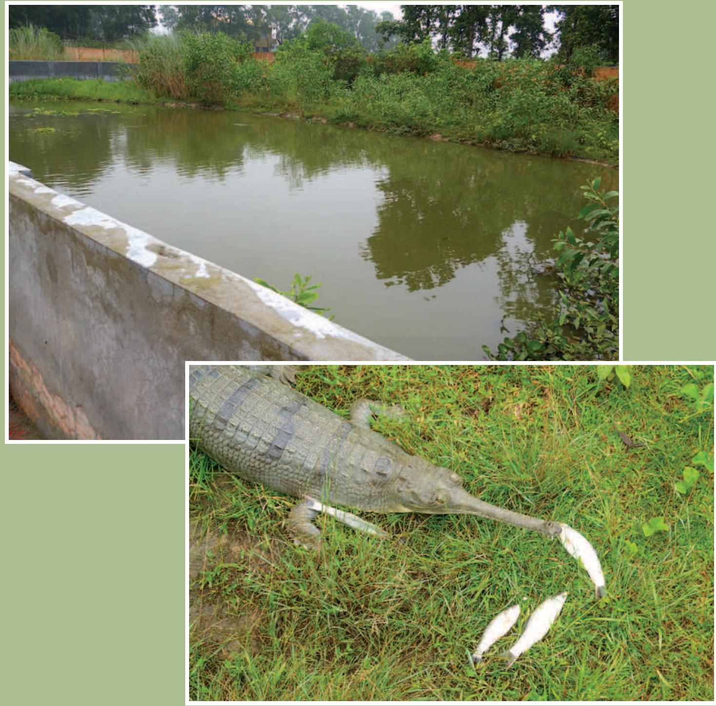 Gharial enclosure at bangabandhu safari park, gazipur (top),