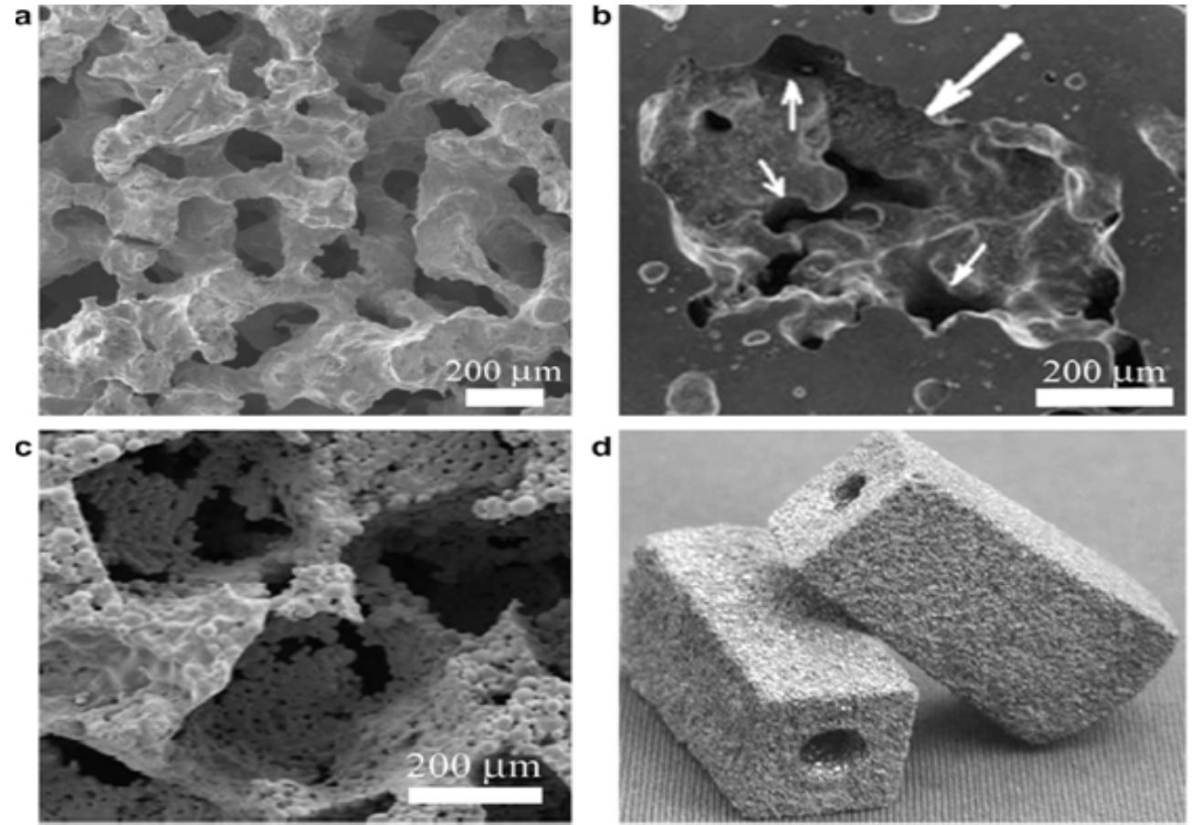 Scanning electron microscope photographs of porous niti