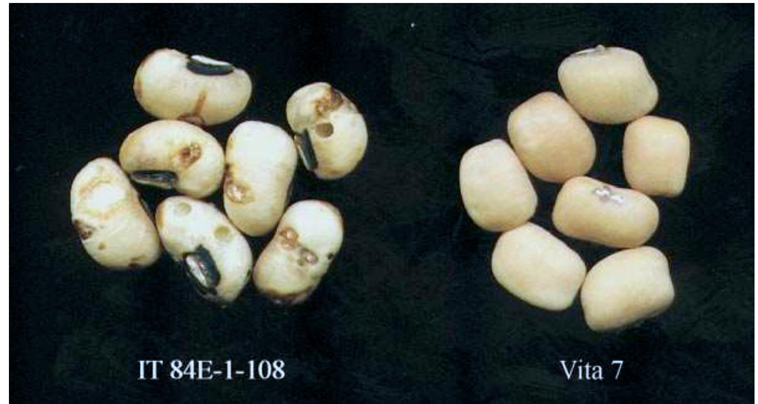 Plate 1.4 image of cowpea weevil infestation of two