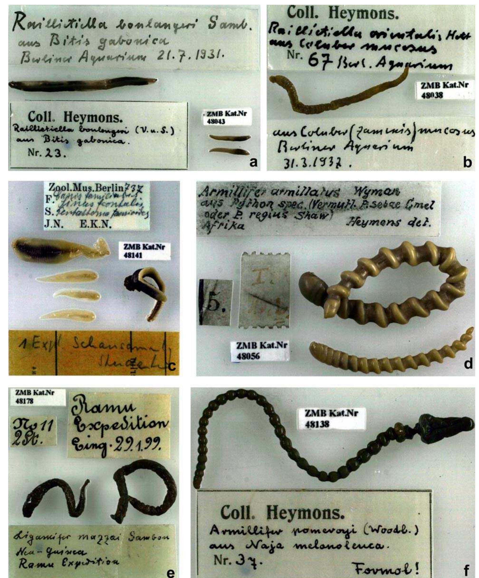 Examples of non-type pentastomids in the berlin collection.