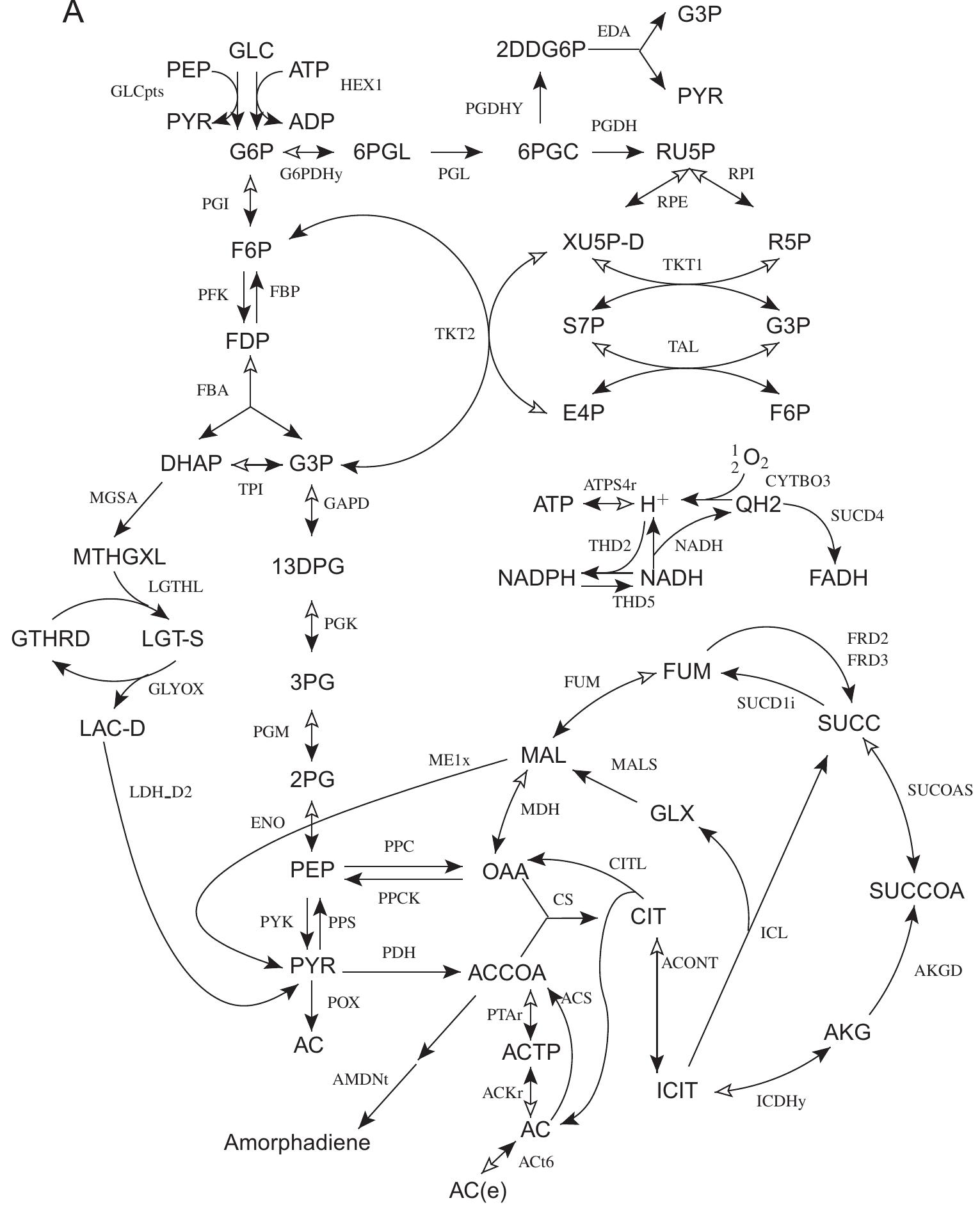 Central metabolism flux maps. the flux map of central