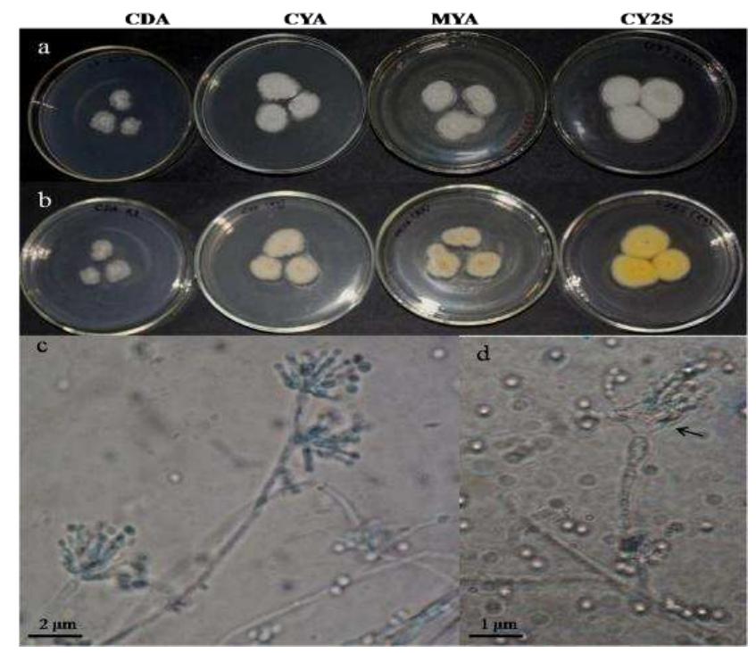 Pm). morphological and microscopic characterization of fungi