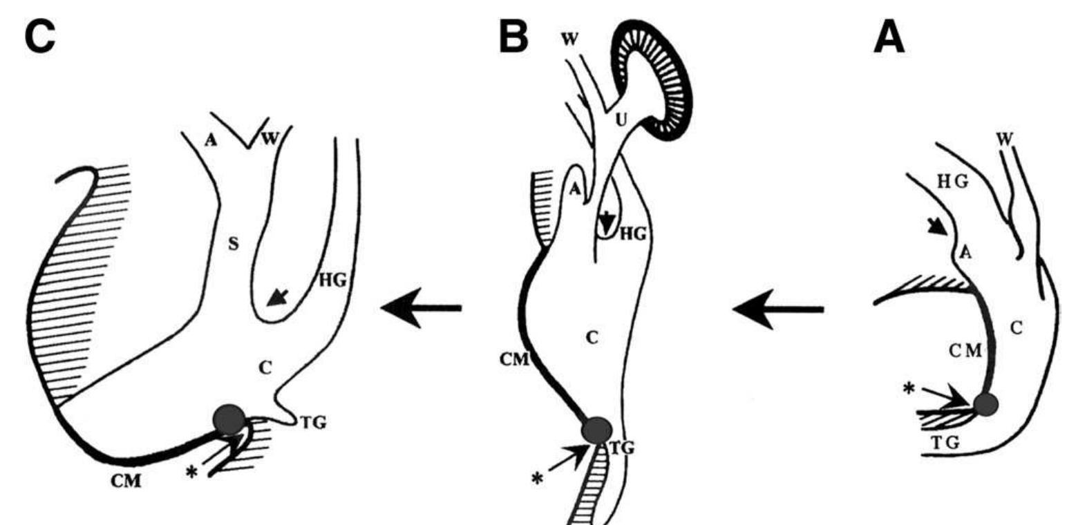 Schematic drawing of normal cloacal development in rats
