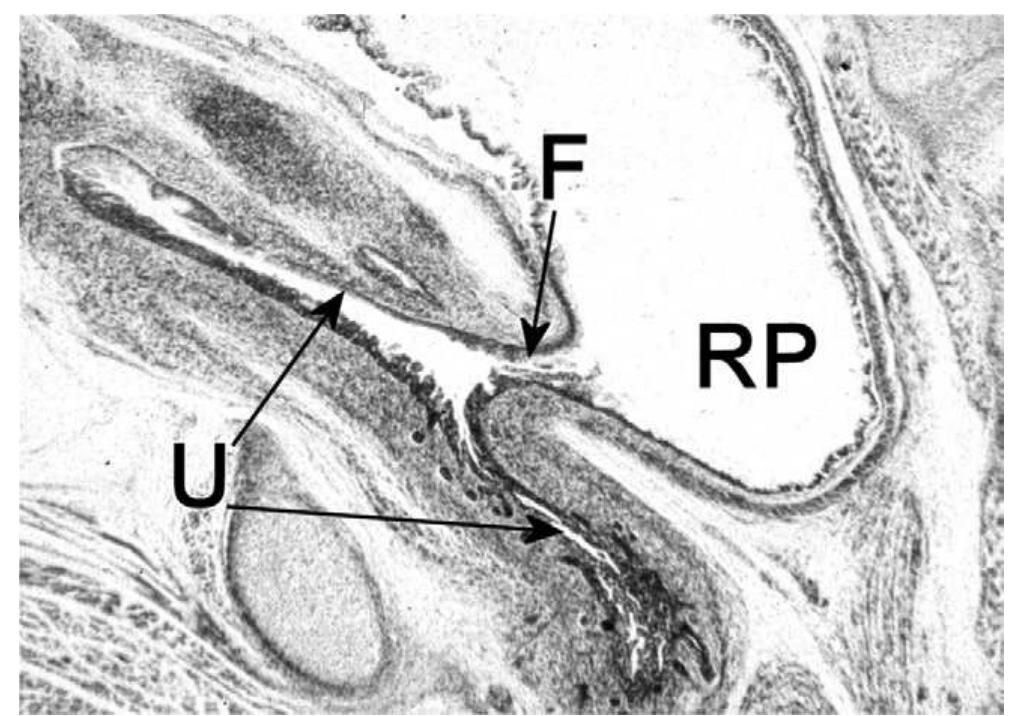 histologic section of the pelvic organs of an sd mouse