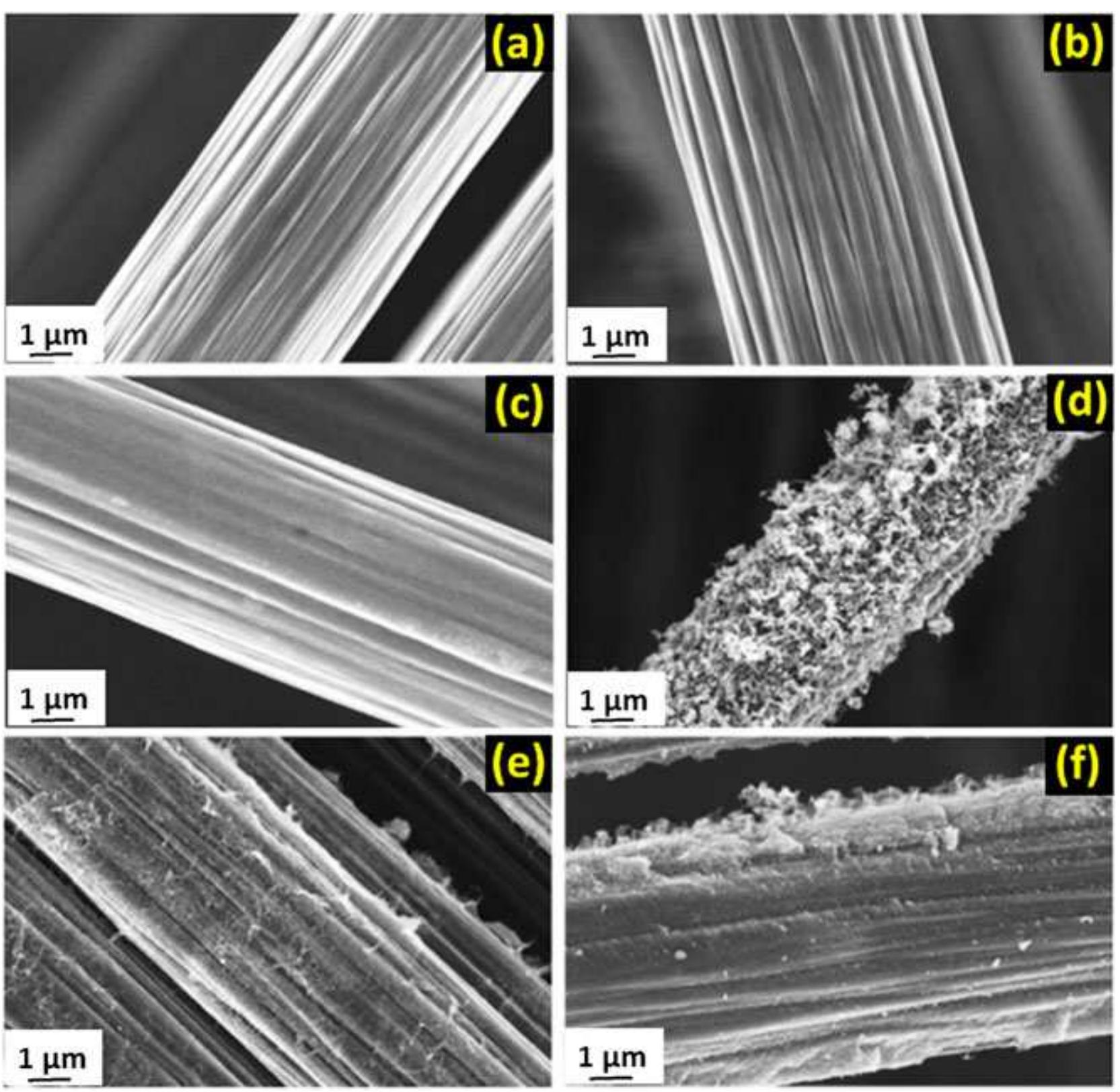 Scanning electron microscope (sem) images of (a)