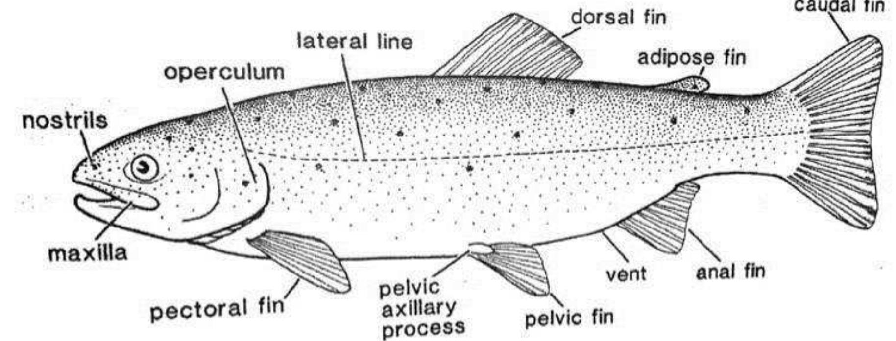 1: the external anatomy of a trout (brink, 2011).