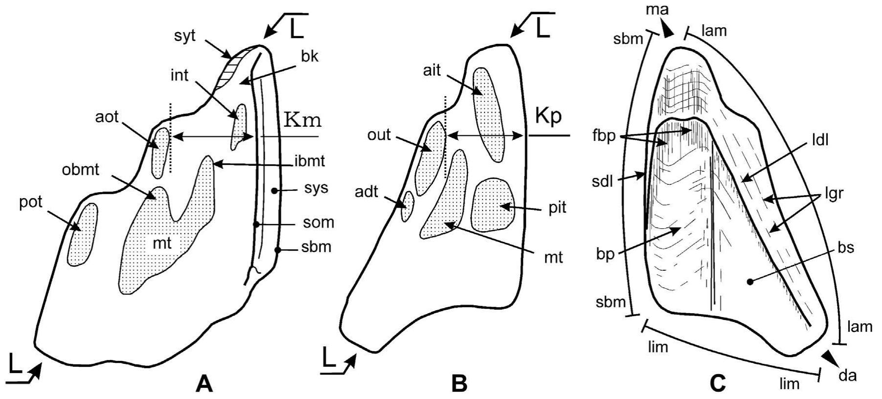 Chimaeroid dentition terminology and measurements, based on