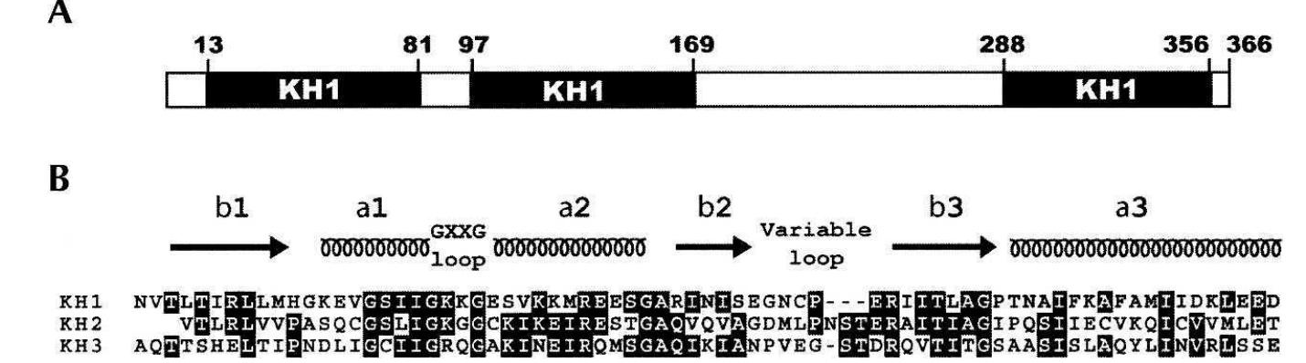 (a) schematic diagram of the domain structure of human