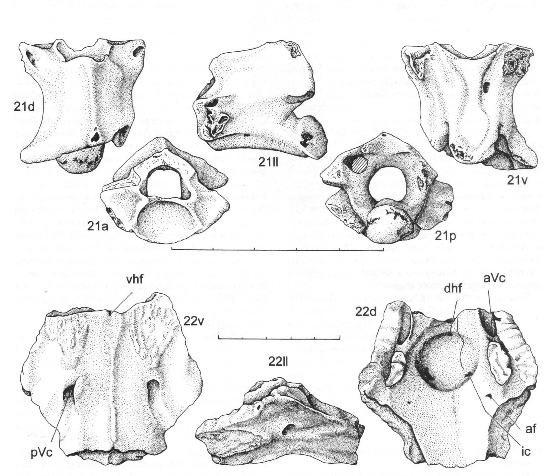 The vertebra lacks the zygosphene, both prezygapophyses, and