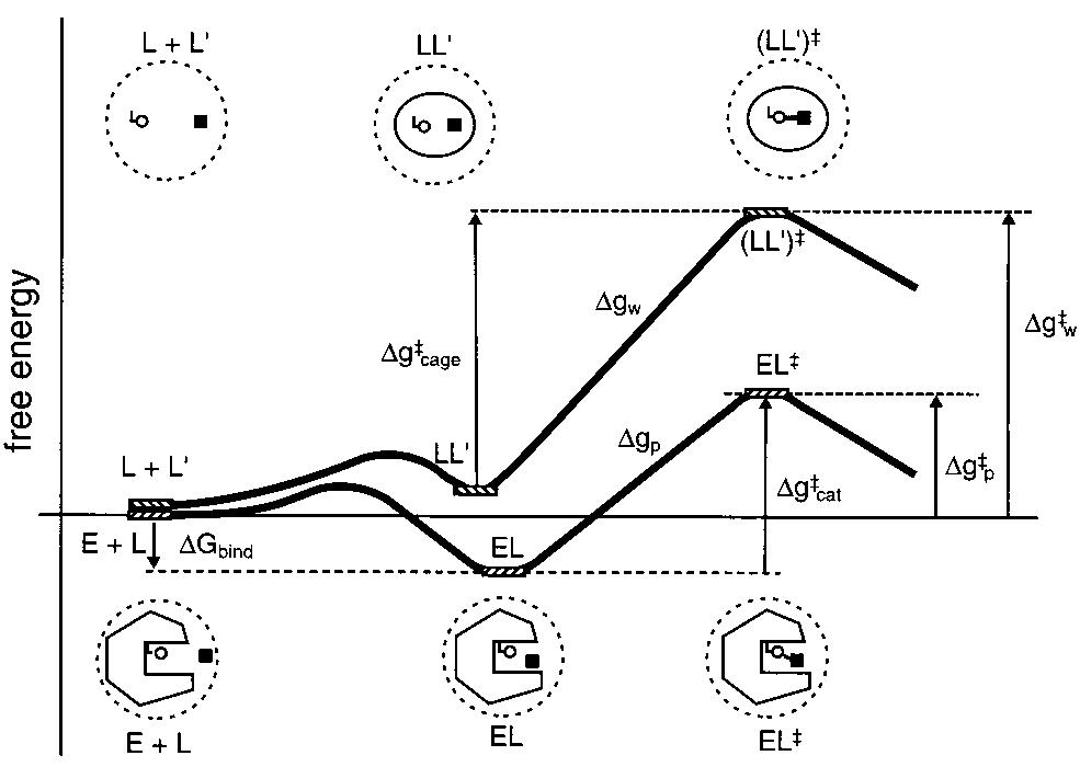 Comparing the free energy surfaces for an enzyme reaction