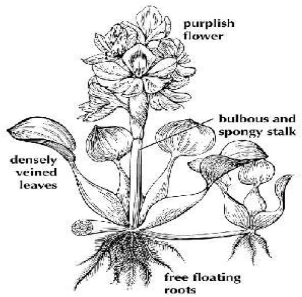 No. 1: morphology of water hyacinth iv. life cycle of water