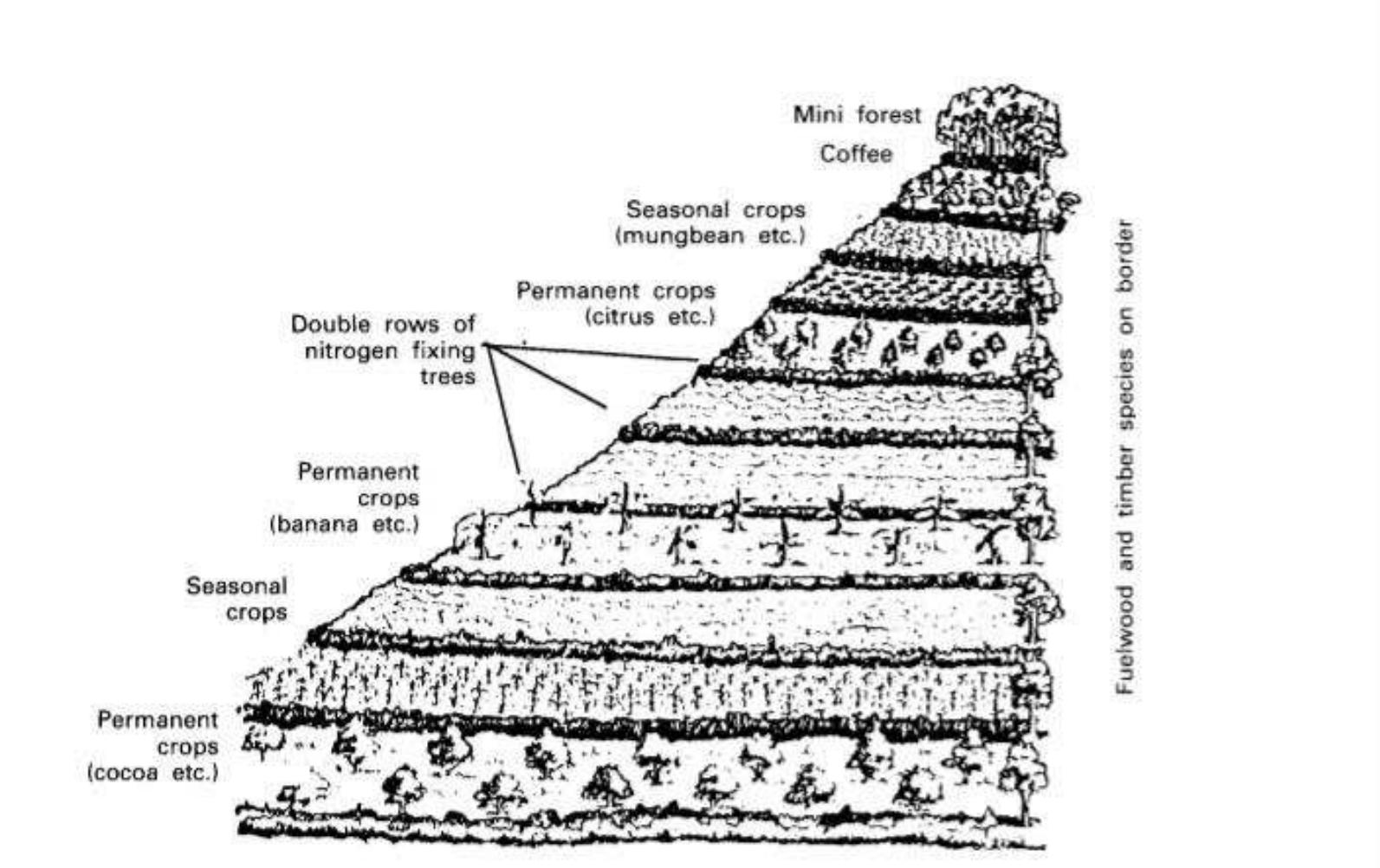 A typical sloping agricultural land technology (salt) farm