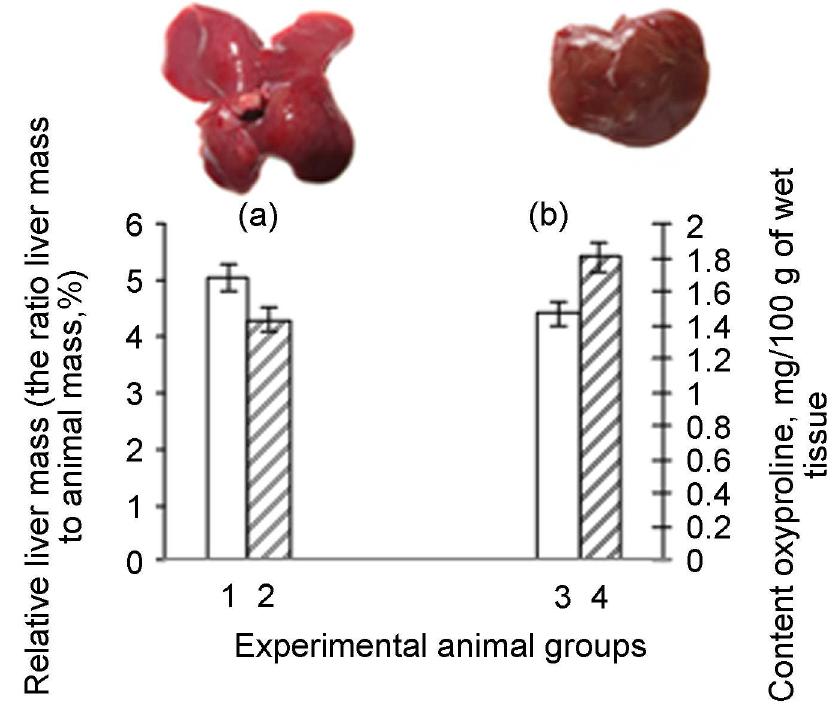 Morphology of liver of control rat group (a) and a group of