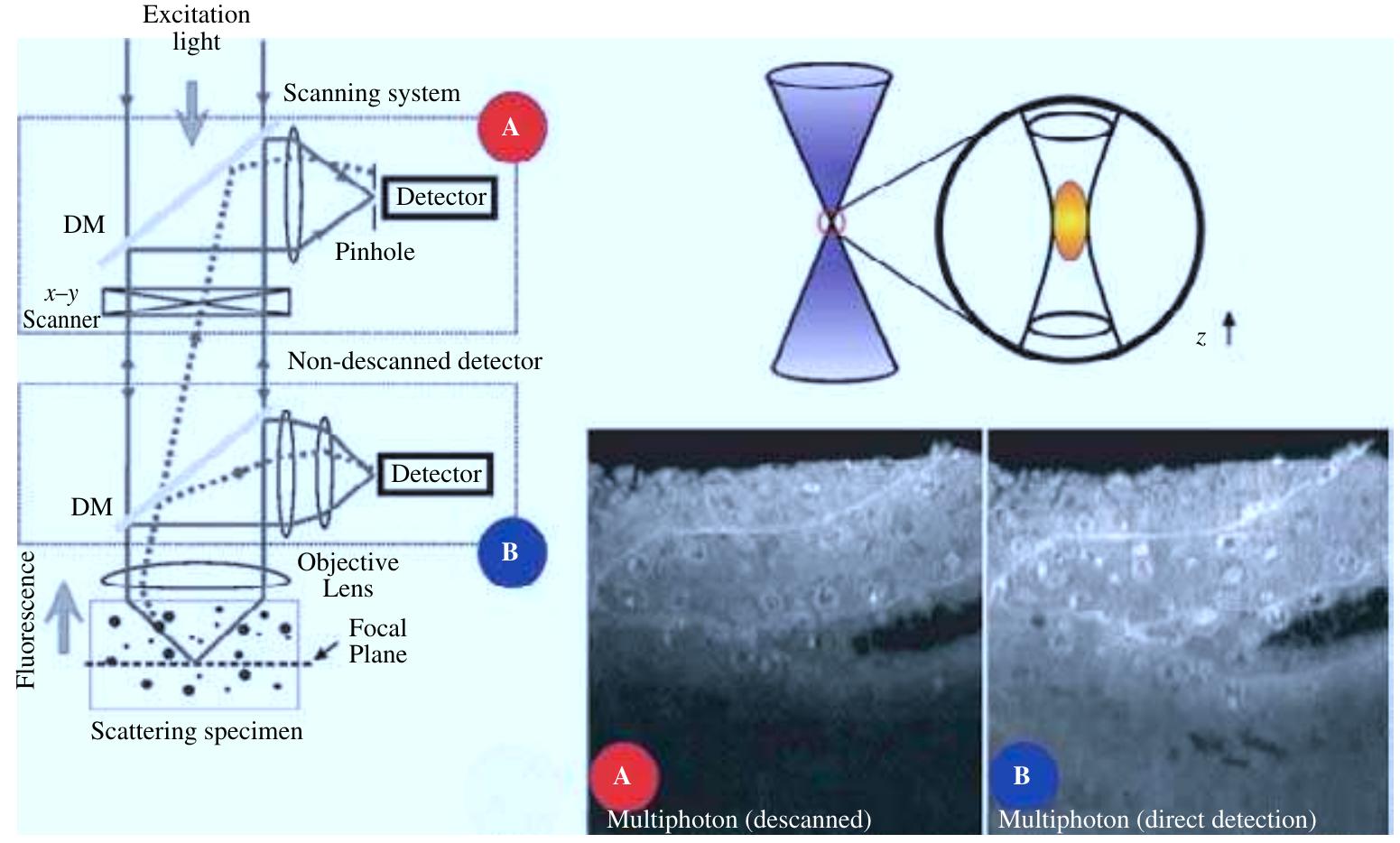 Simplified optical schemes for de-scanned (a) and