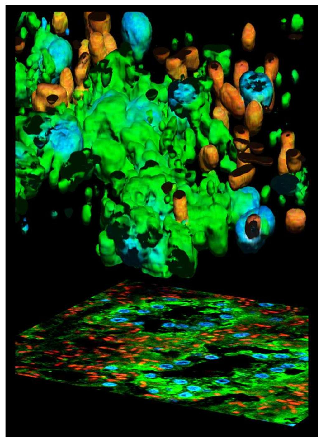 Ii 3d and 2d fluorescence projections. pictorial represen-