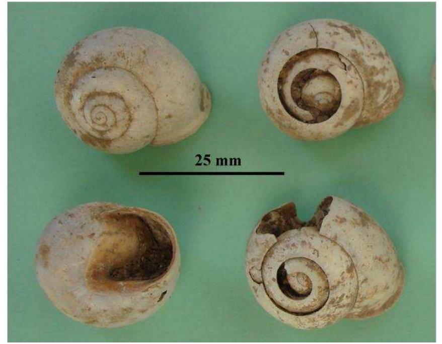 Shell elements used in the quantification of c. nemoralis