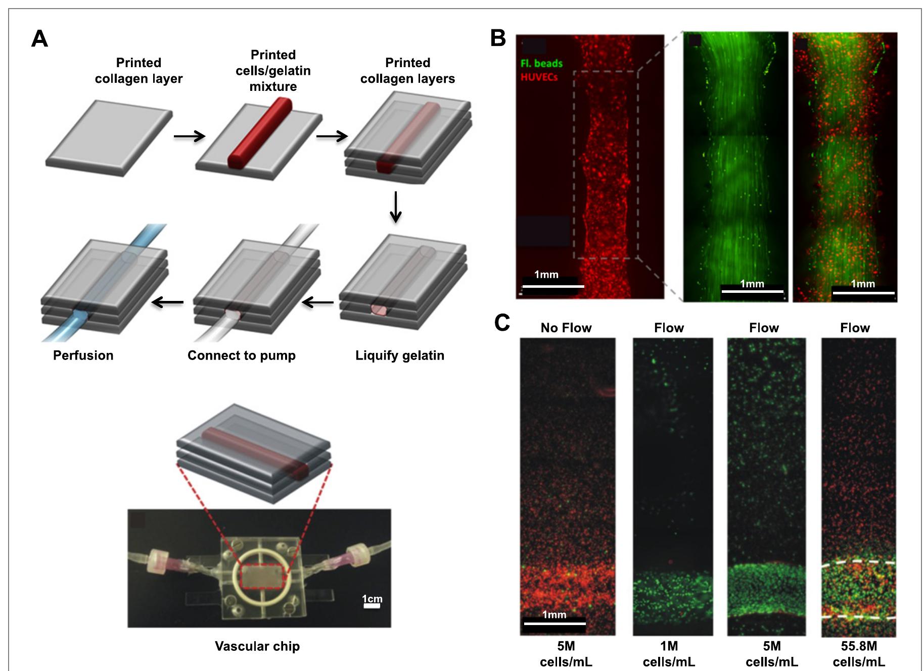 Vascular graft construction. (a) fabrication steps of