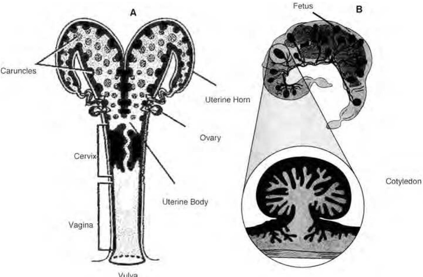 Dorsal view of the cows reproductive system (a);