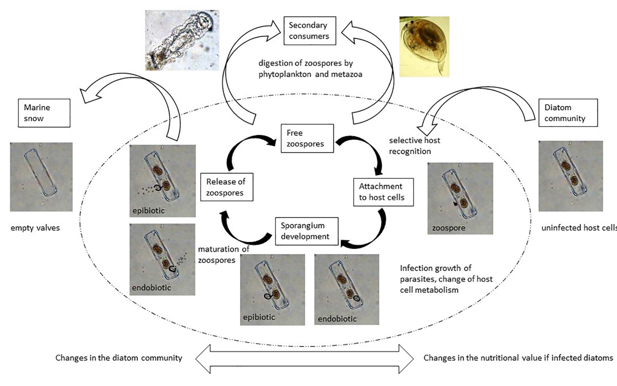 Schematic life cycle of endo- and epibiotic zoosporic