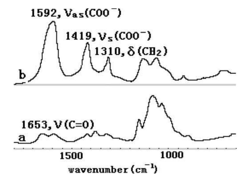 Ft-ir spectra of chitosan and cmcs: (a) chitosan and (b)