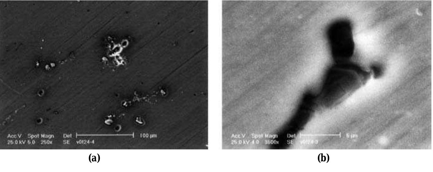 Scanning electron microscope image of the surface of