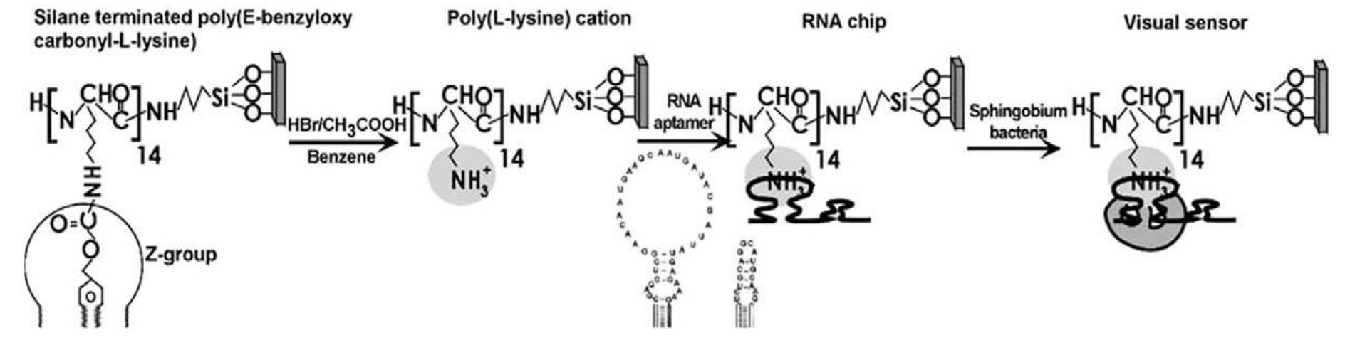 Schematic for the visual detection of bacteria using