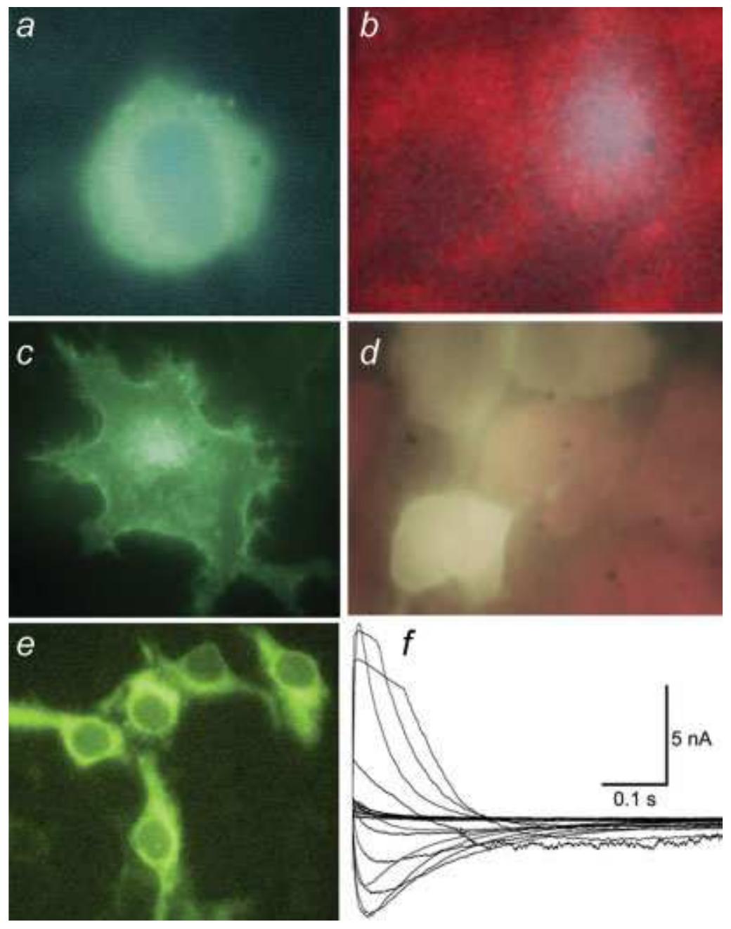 Fic. 2. examples of chimeras and bicistronic vectors