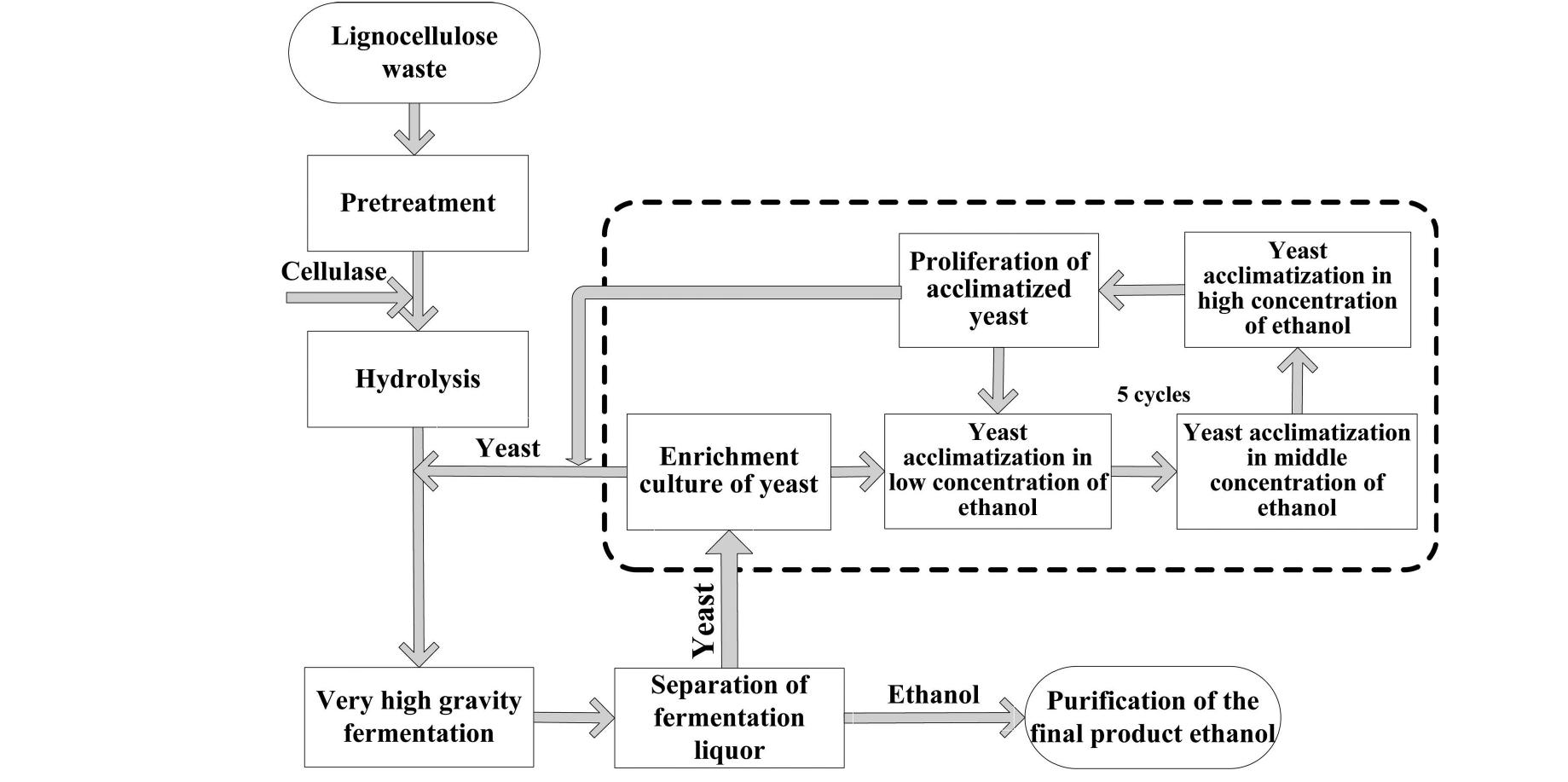 Flowchart of yeast acclimatization in industrial production