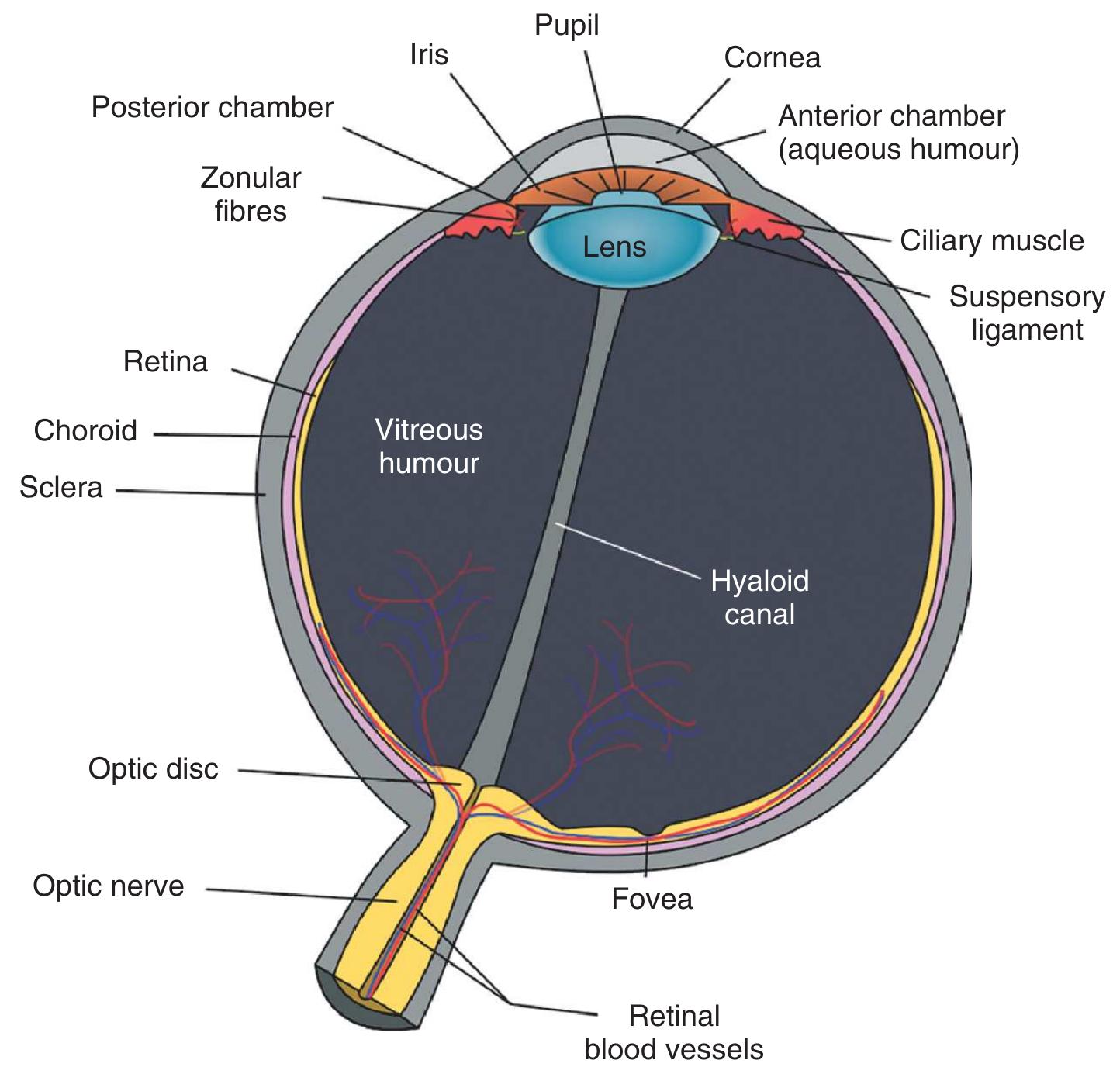 | schematic diagram of the human eye. this image is used