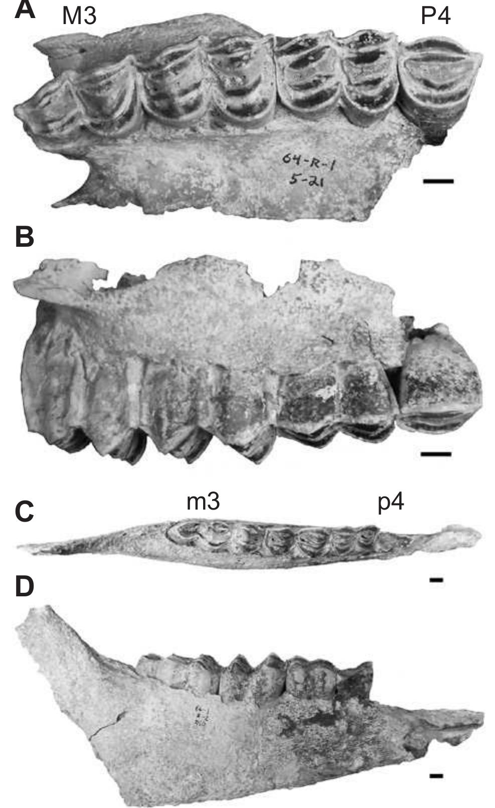 Camelops hesternus from the late pleistocene of valsequillo