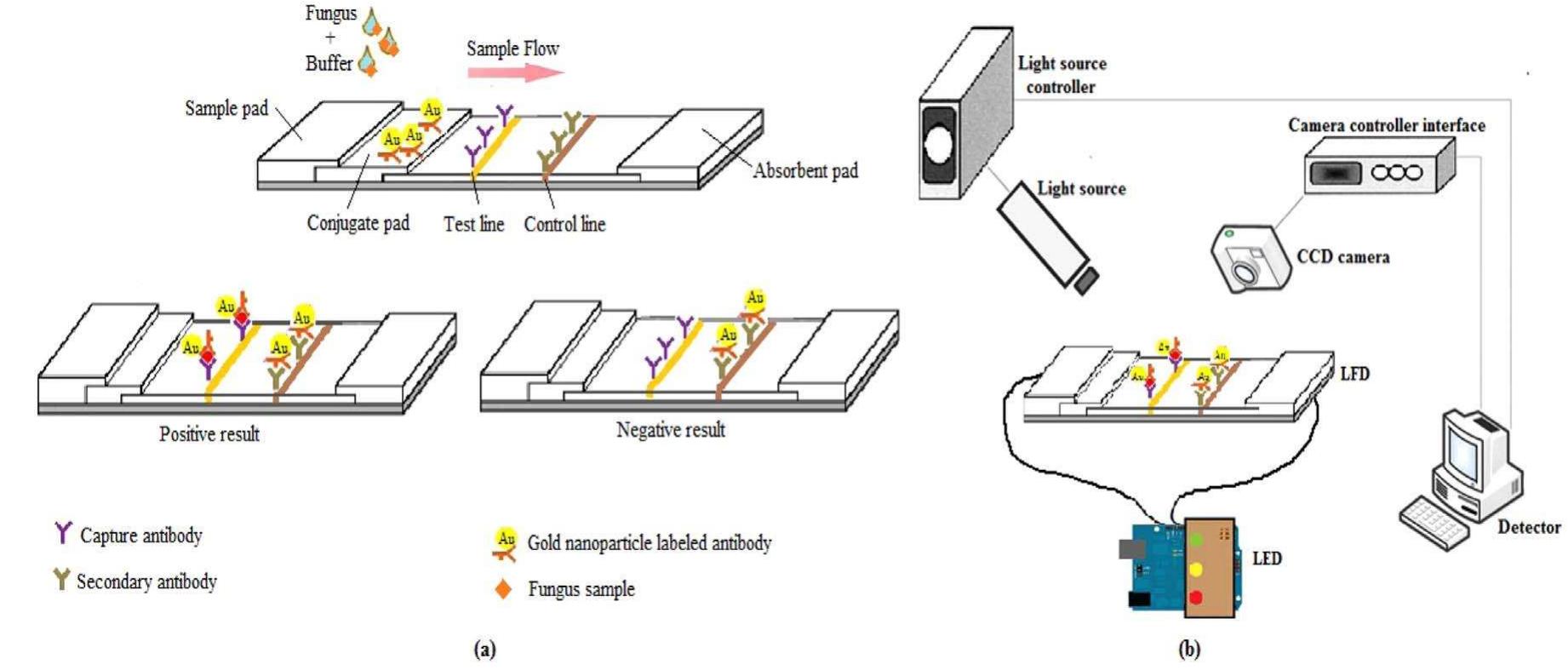 (a) schematic representation of the lateral flow strip